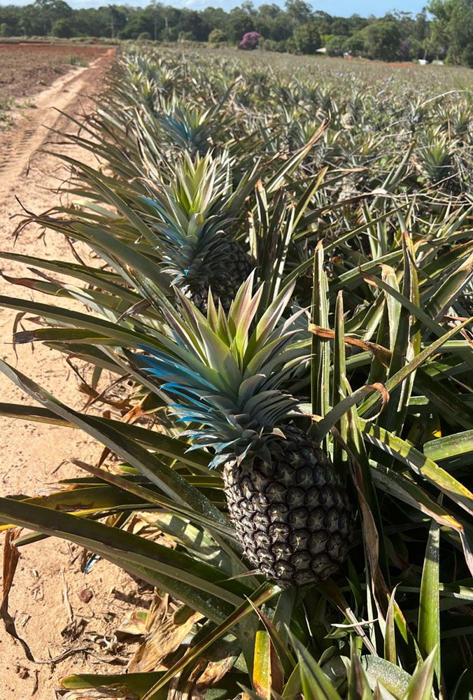 Dehydrated (Dried) Pineapple 100% Australian - Australian Food Services